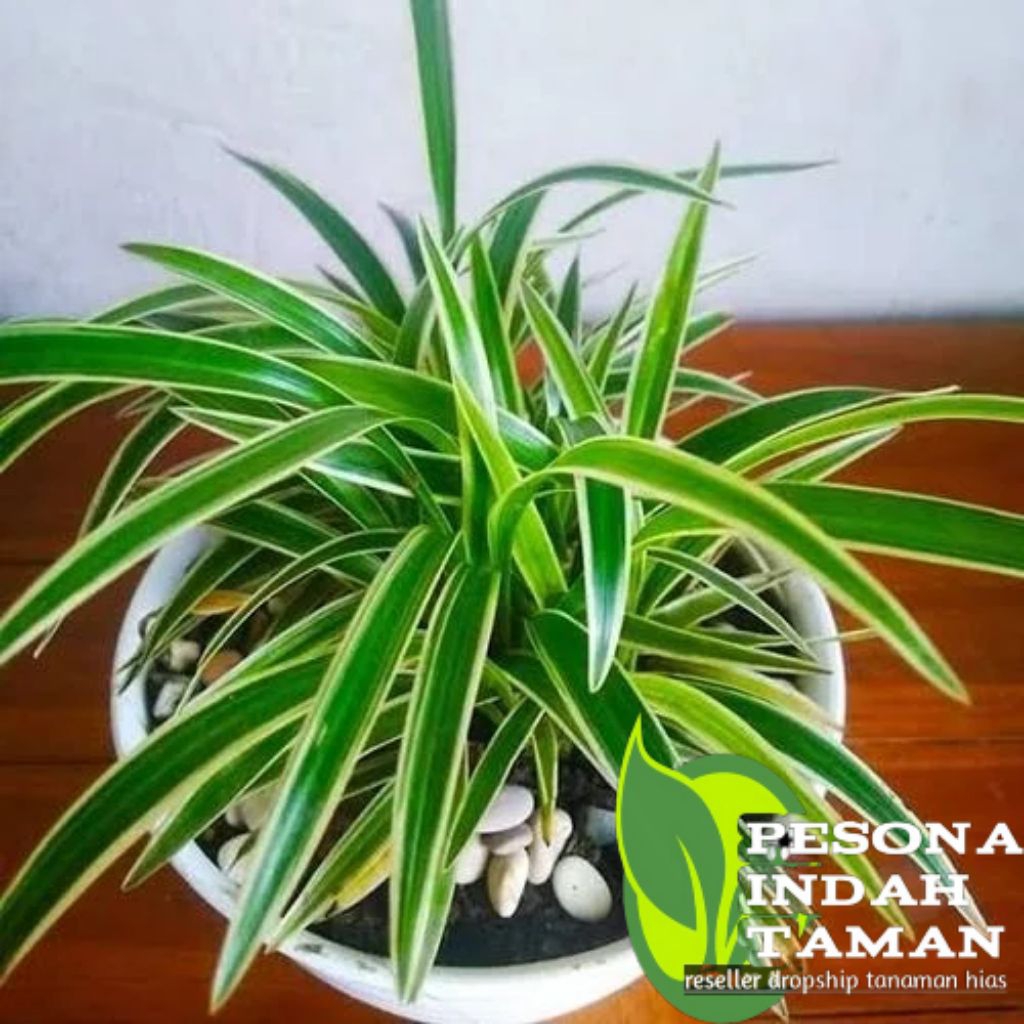 Jual Tanaman Hias Lily Paris Umbi umbian. lilyparis | Shopee Indonesia