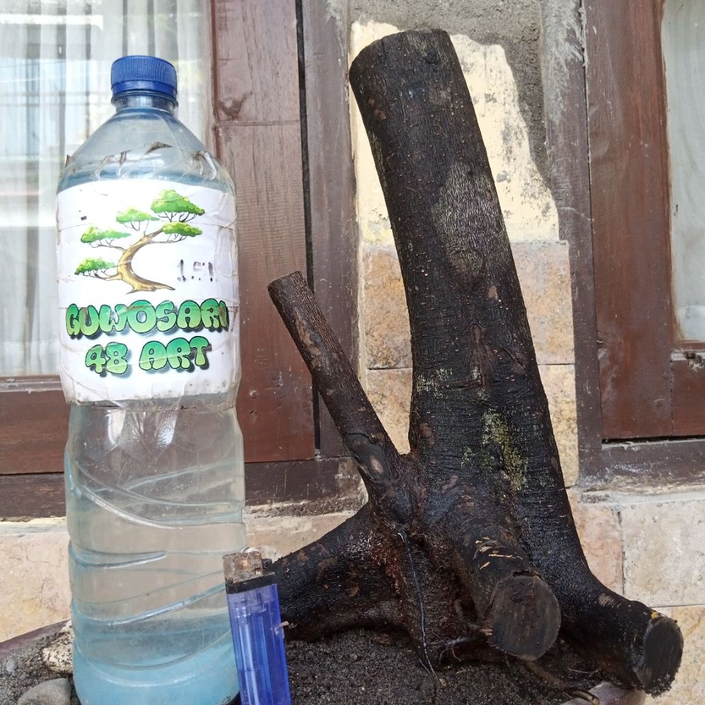Jual Bahan Bonsai Black Maba Dongkelan Formal Mbogel Small Size Real ...