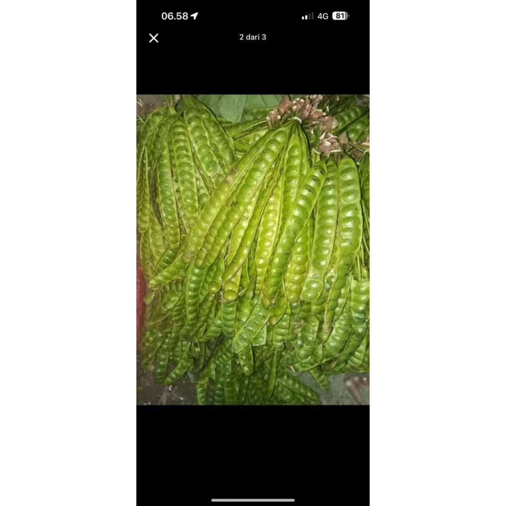Jual pete/petai super isi 10 papan | Shopee Indonesia