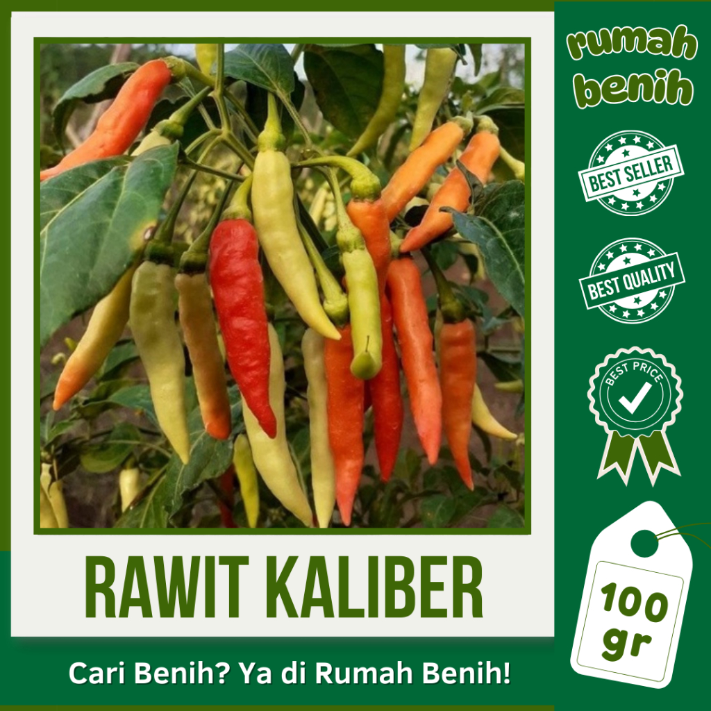 Jual RUMAH BENIH: 100 GRAM BIJI CABE RAWIT KALIBER UNGGULAN | Shopee ...