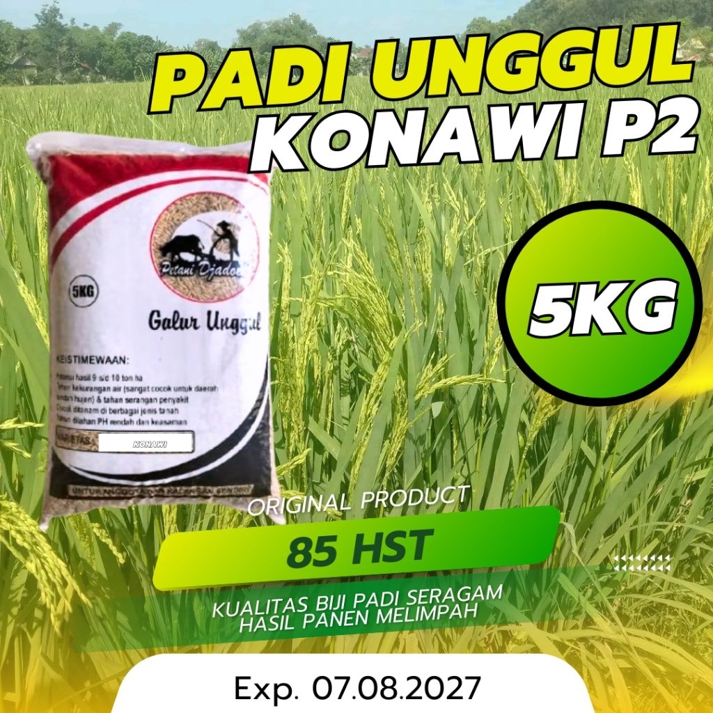 Jual Benih padi unggul konawi original benih padi unggul konawi p2 ...