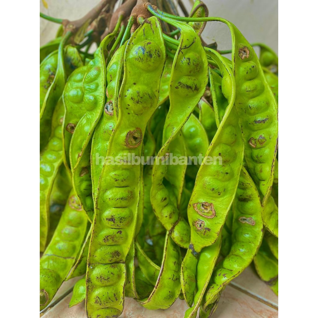 Jual PETE/PETAI CAMPUR SISA PILIHAN ISI 10 PAPAN LONJOR MURAH MERIAH ...
