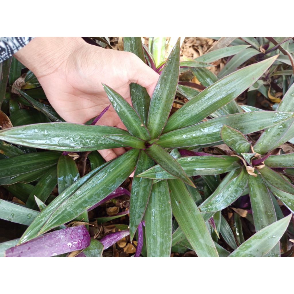 Jual TANAMAN HIAS Adam Hawa (Tradescantia spathacea atau Rhoeo discolor ...