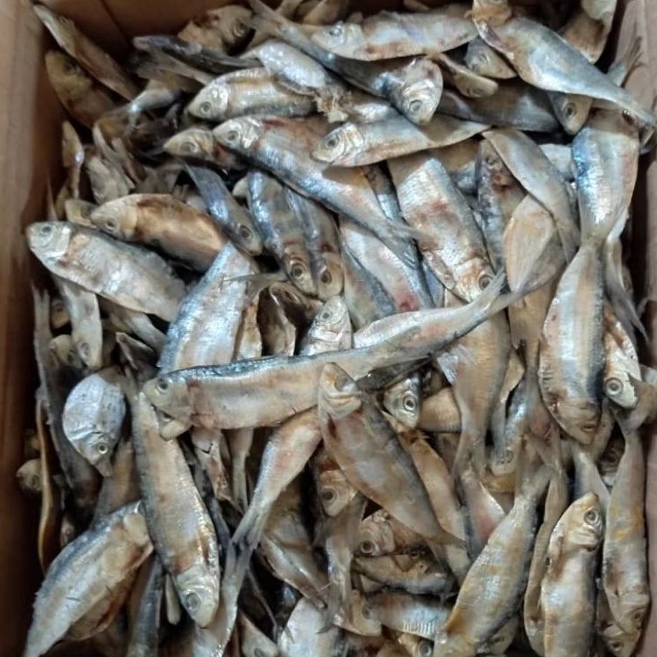 Jual IKAN TANJAN ASIN KERING 1/2 - 1 KG (500 - 1000 GRAM) | Shopee ...