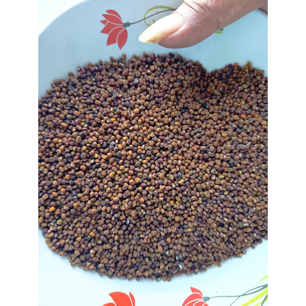 Jual BENIH KACANGAN PJ TERBAIK RAJANYA KACANGAN PJ PUERARIA JAVANICA ...