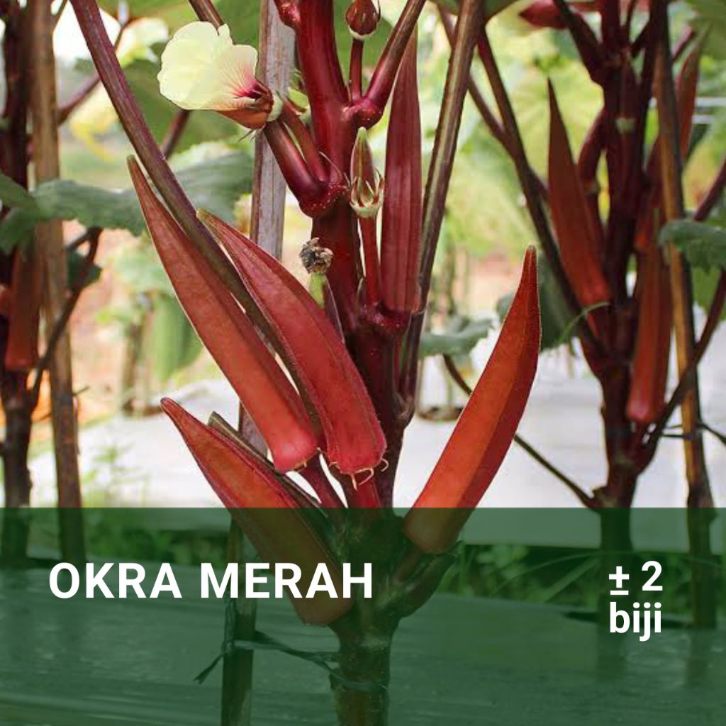 Jual OKRA MERAH benih sayuran unggul kemasan repack | Shopee Indonesia