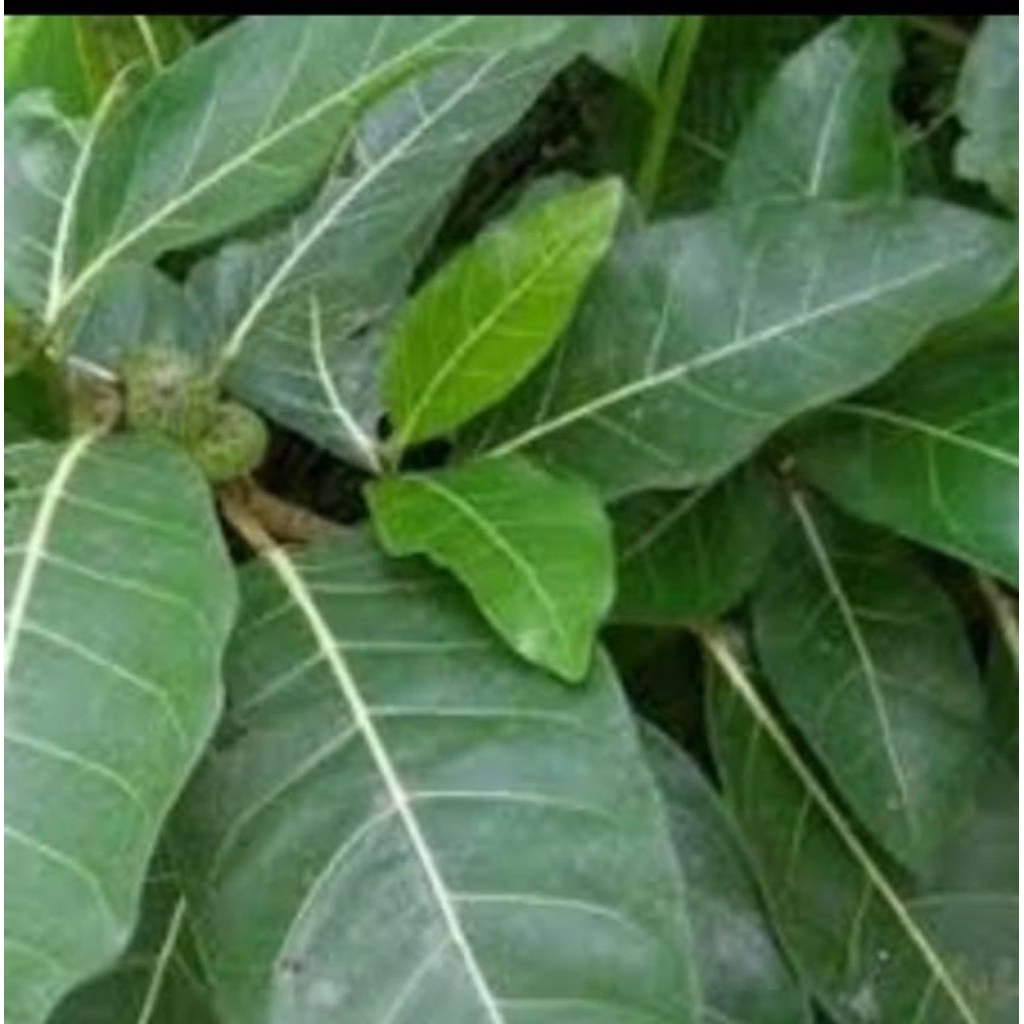 Jual tanaman Daun awar awar/ciciat 50 lembar | Shopee Indonesia