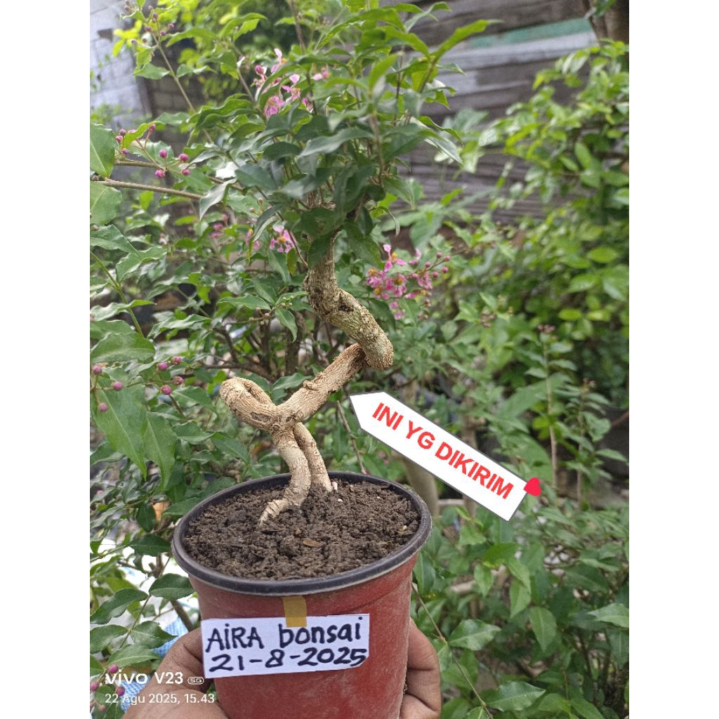 Jual bonsai sakura micro japan | Shopee Indonesia