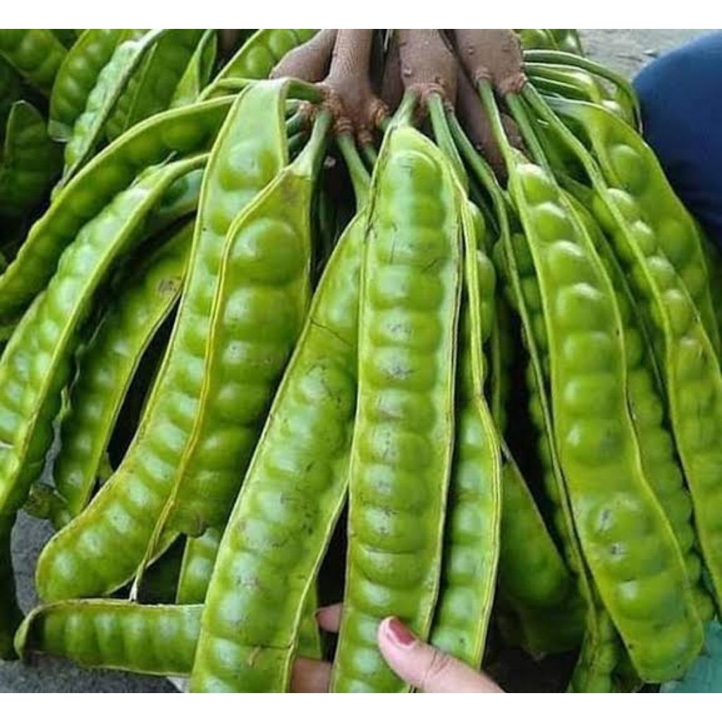 Jual Petai Tua Pete Segar isi 5 papan | Shopee Indonesia