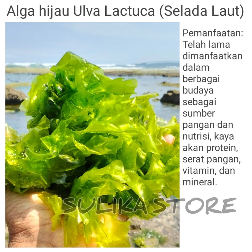 Jual rumput laut hijau | alga hijau | Ulva Lactuca | Selada Laut ( Sea ...
