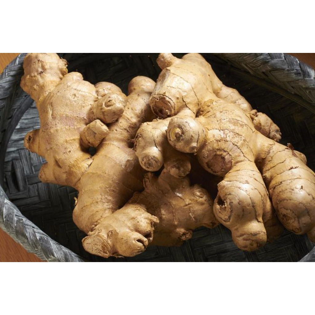 Jual Jahe Gajah Super/Jahe putih 250 Gram | Shopee Indonesia