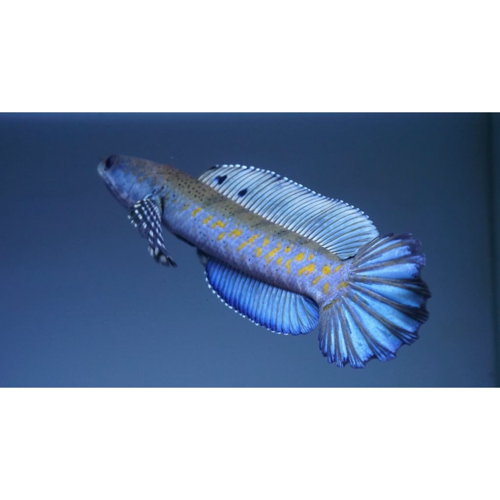 Jual Channa pulchra / Hiasan Aquarium / Blue pulchra | Shopee Indonesia