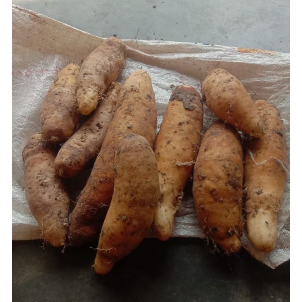 Jual GEMBILI MENTAH 1 kg | Shopee Indonesia