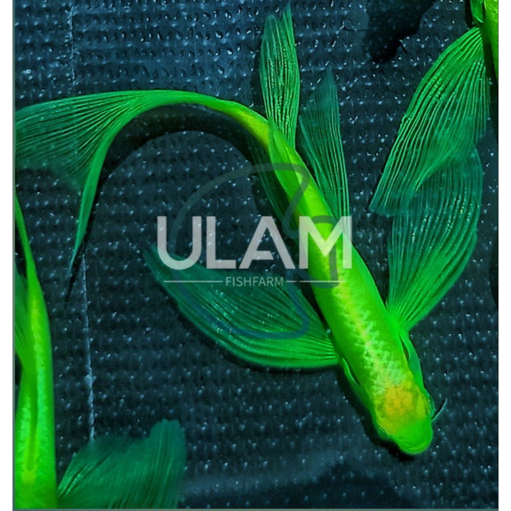 Jual DANIO SLAYER GRD PREMIUM ISI 5 | Shopee Indonesia