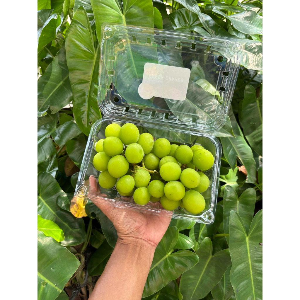 Jual Shine Muscat Grape Ausie | Shopee Indonesia
