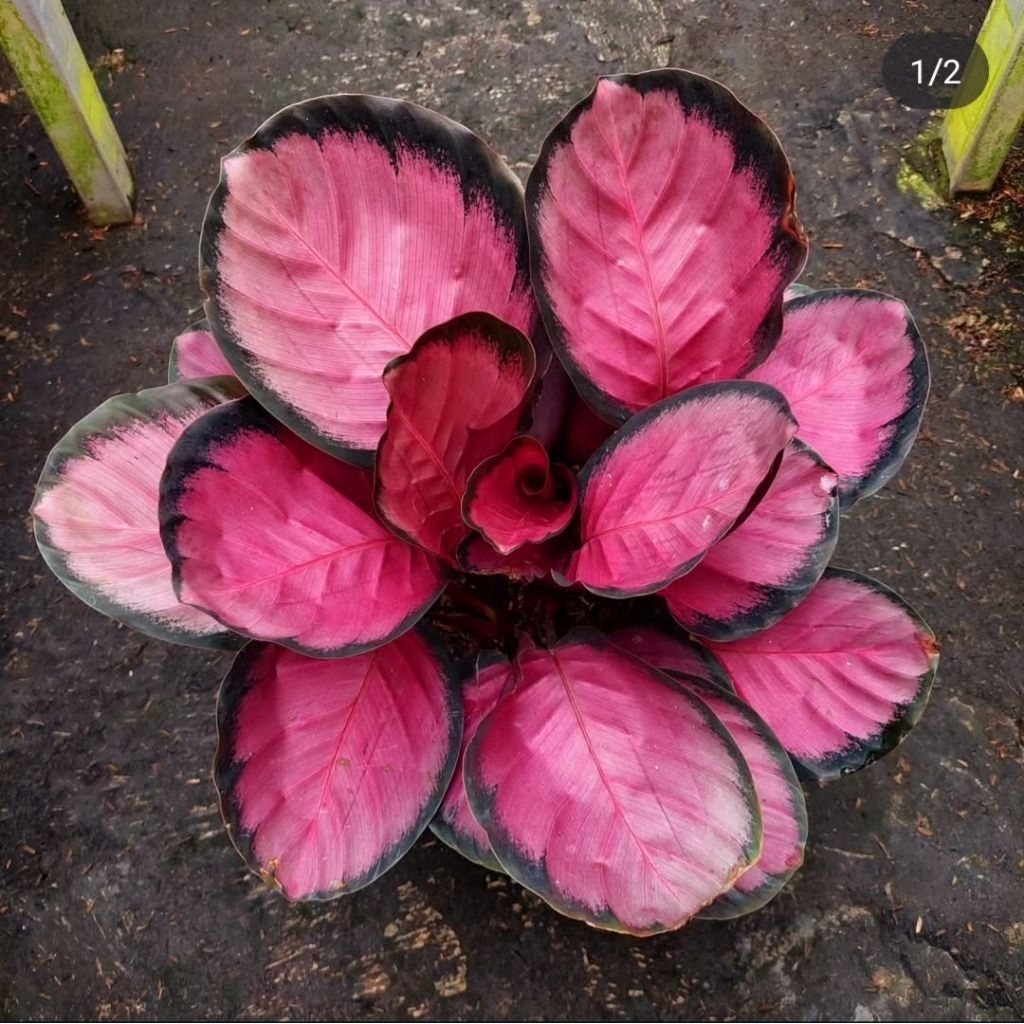 Jual Tanaman Hias Calathea Crimson Pink Bunga Hias Calathea Calanthea ...