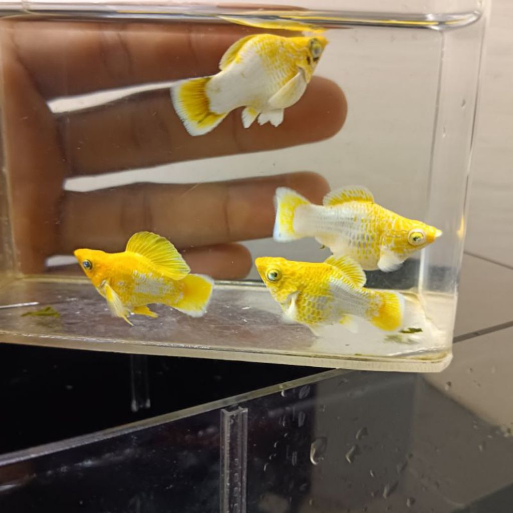 Jual molly lemonhade round tail | Shopee Indonesia