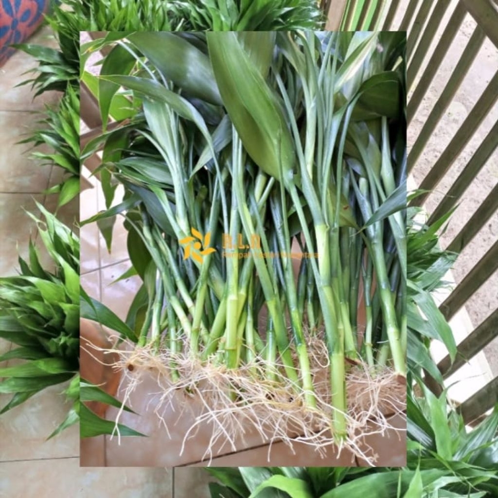 Jual tanaman hias Bambu hoki | Bambu sri rejeki | bambu hoki 25-30cm ...