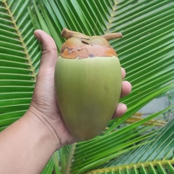 Jual Bluluk Super Jumbo Beluluk Pentil Kelapa Muda Fresh Tembuluk Obat ...
