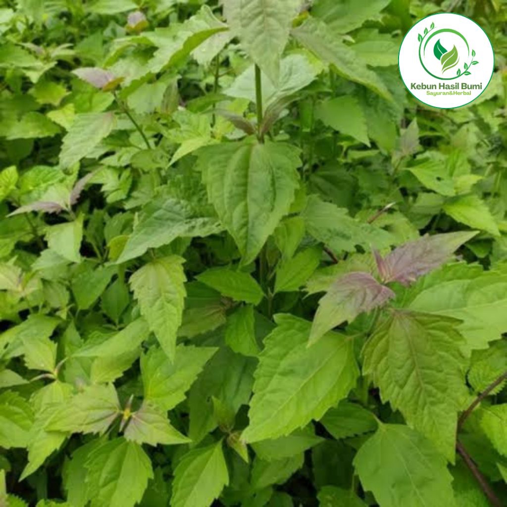 Jual Daun Balakacida Segar / Kirinyuh – Herbal Luka – Daun Obat ...