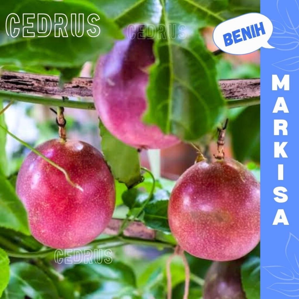 Jual Benih MARKISA (isi-3) Manis Passion Biji Buah | Shopee Indonesia