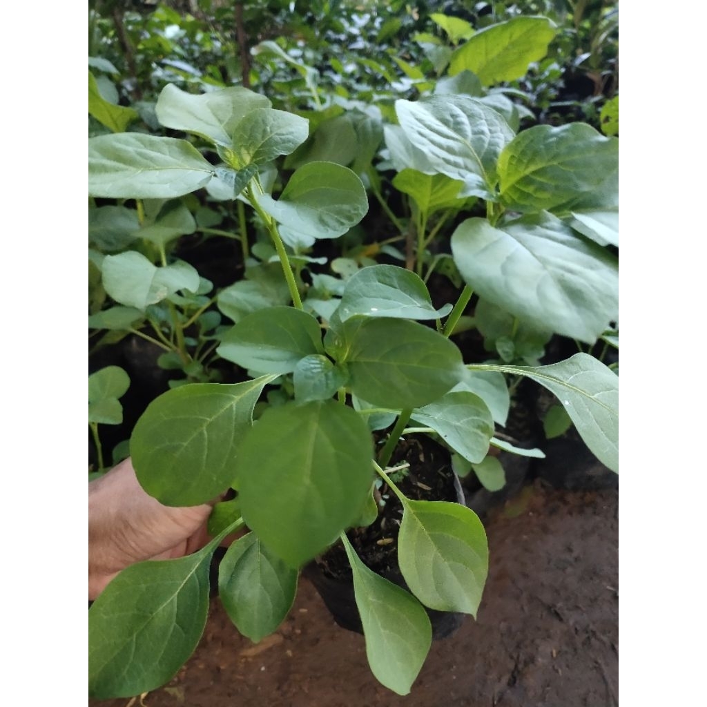 Jual Bibit tanaman leunca/ranti bibit leunca lalapan | Shopee Indonesia