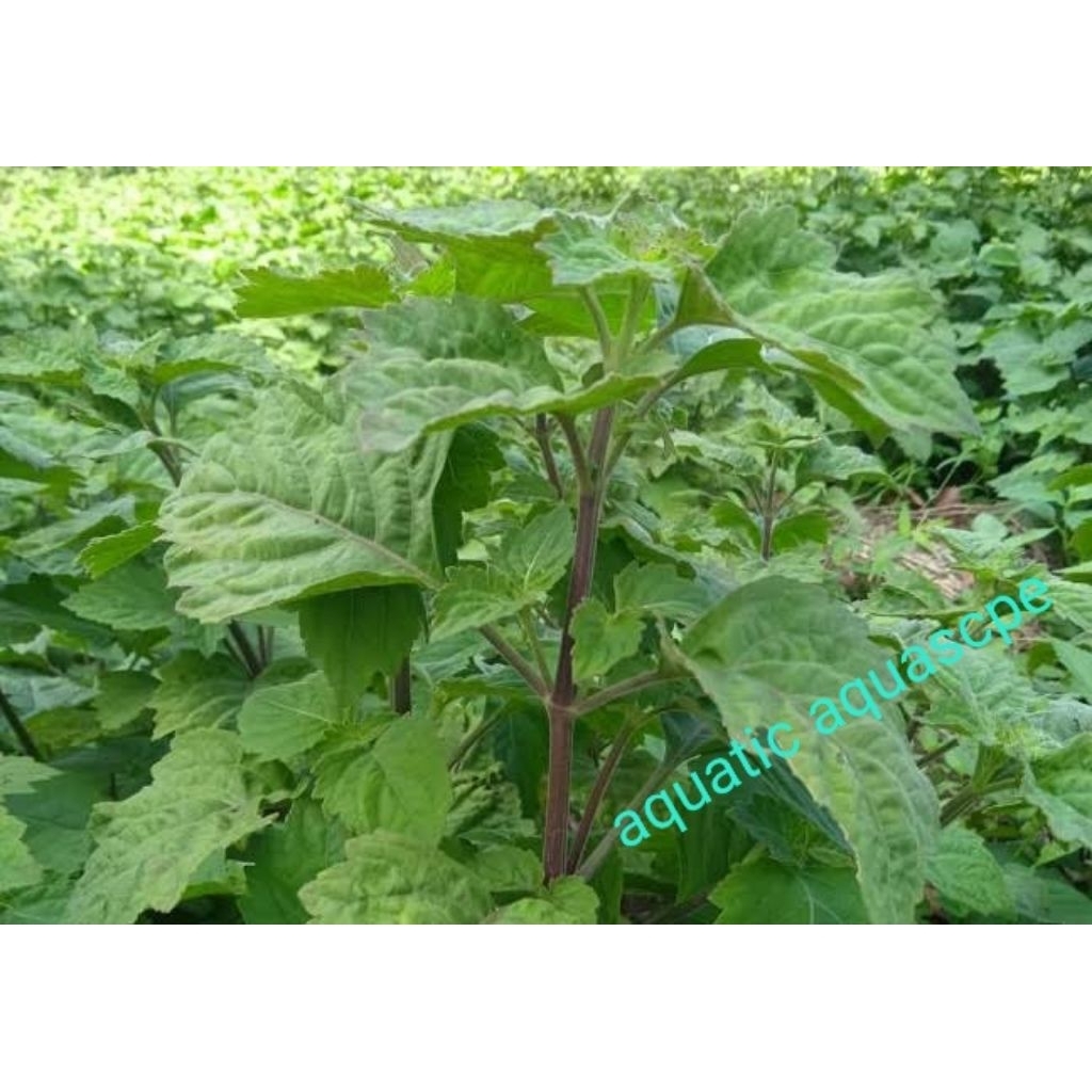 Jual bibit setek pucuk nilam asli wangi dan seger 20 batang | Shopee ...