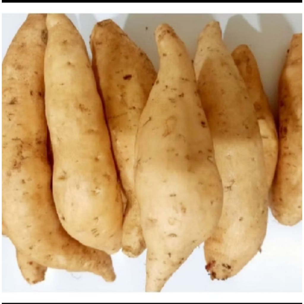 Jual Ubi madu cilembu asli murni sumedang ukuran besar dan sedang harga ...