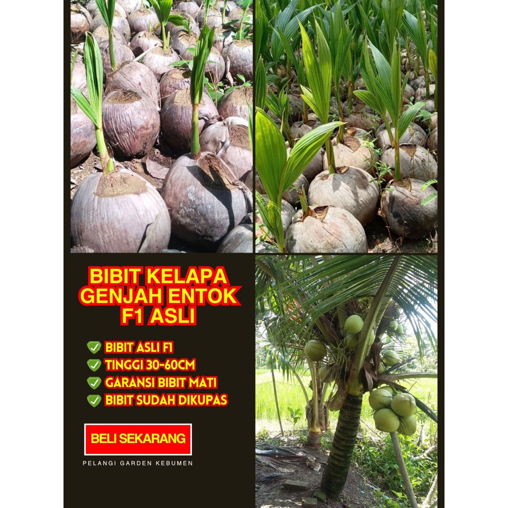 Jual LANGSUNG DARI INDUKAN !! Bibit Buah Kelapa Genjah Entok ...