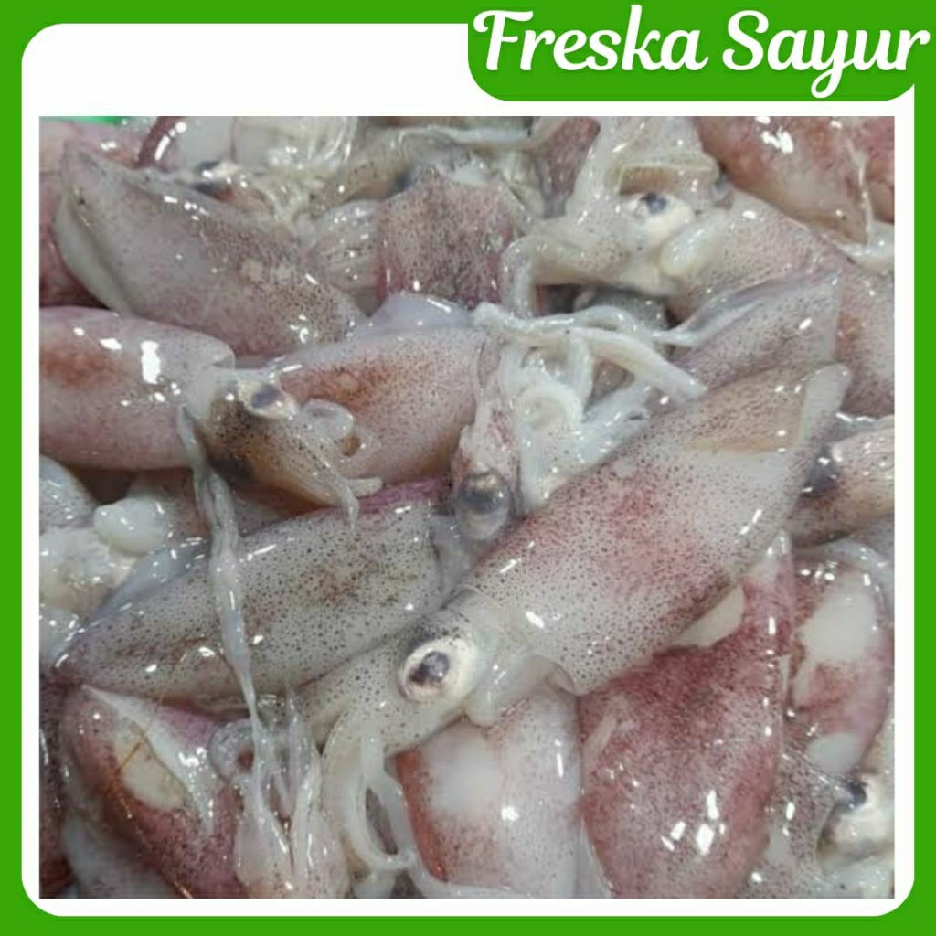 Jual Cumi Basah Ukuran Kecil Segar 1 Kg | Shopee Indonesia
