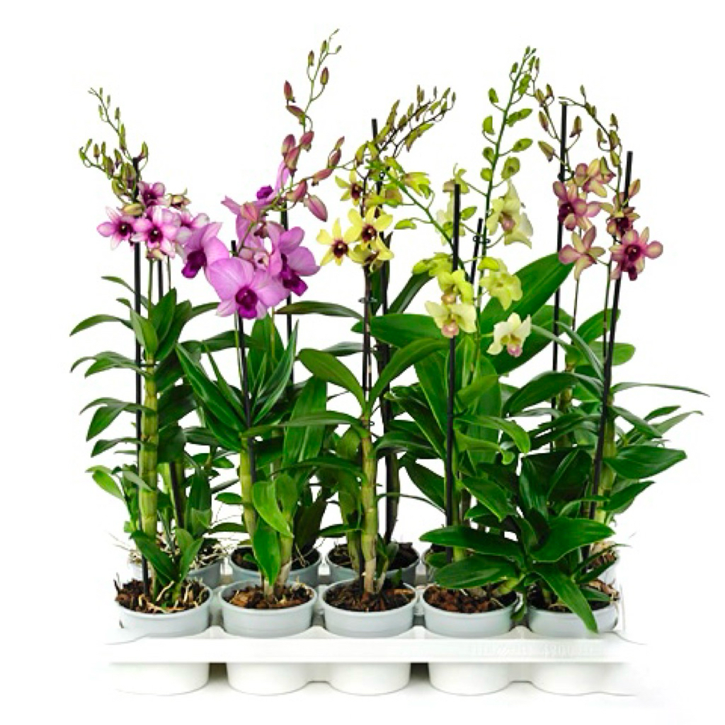Jual BUMI ORCHIDS Anggrek Dendrobium (KNOP / Spike / Blooming) - Dendro ...