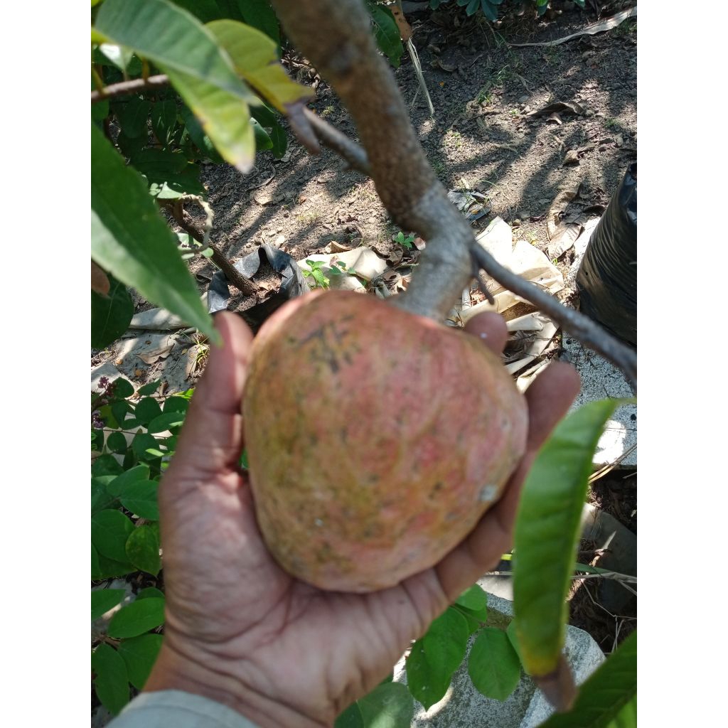 Jual indukan srikaya mulwo ( ANNONA RETICULATA) | Shopee Indonesia