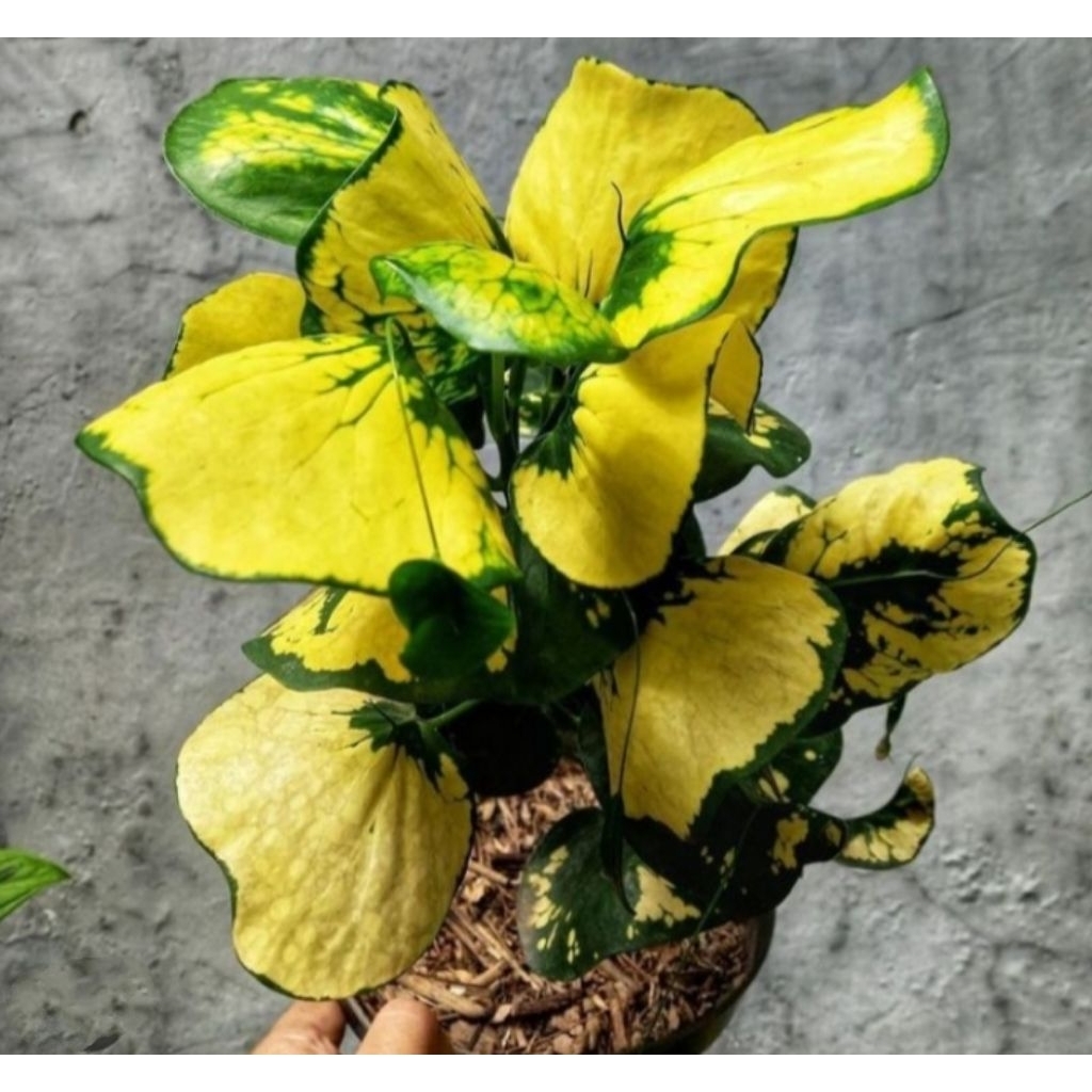 Jual Tanaman Hias puring apel kuning - pohon puring - Bibit tanaman ...