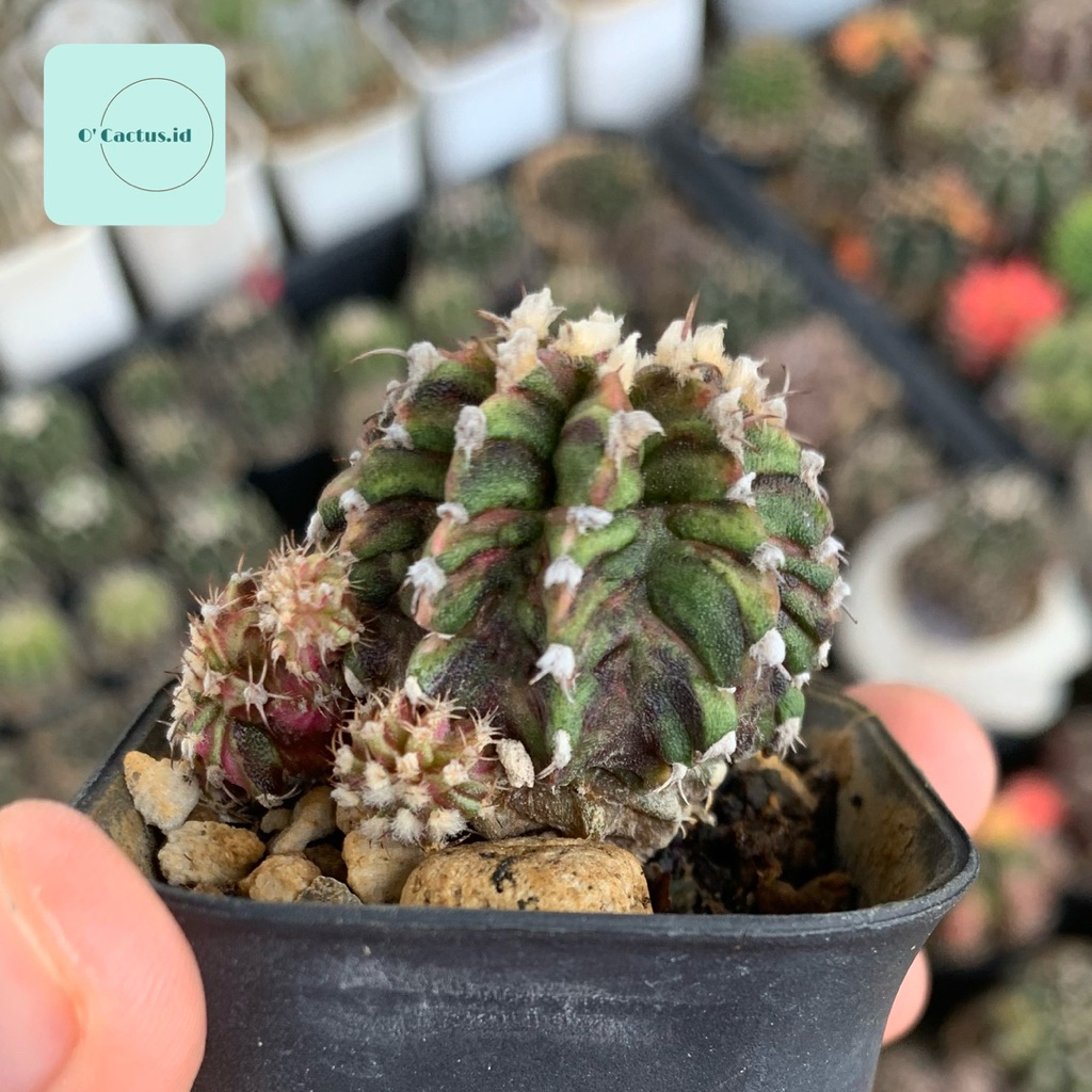 Jual Gymno trex lb tseries hybrid godzi Hybrid kaktus gymnocalycium ...