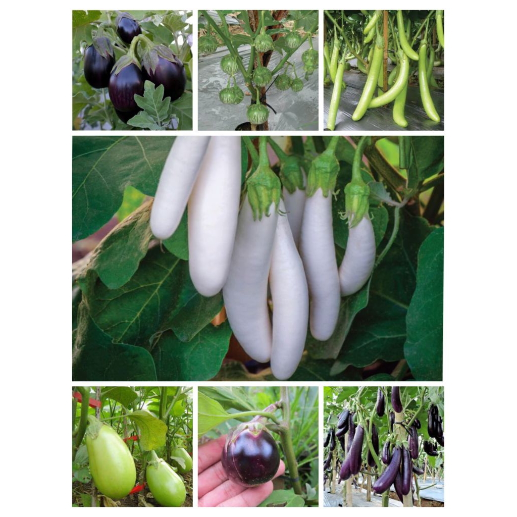 Jual 40 Benih Terong Bibit Benih Biji Terong Hijau Panjang Terong Ungu ...