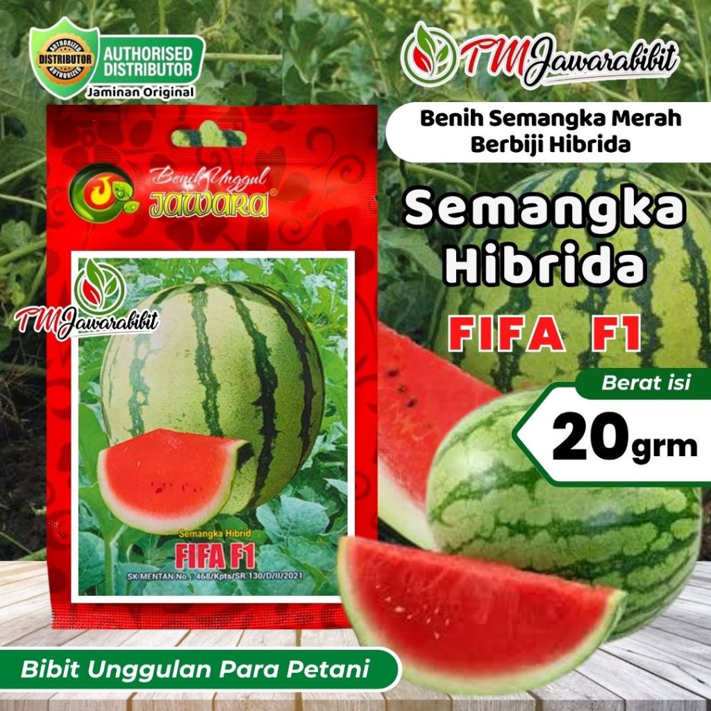 Jual BENIH bibit SEMANGKA MERAH HIBRID FIFA F1 JAWARA / Produk Asli ...