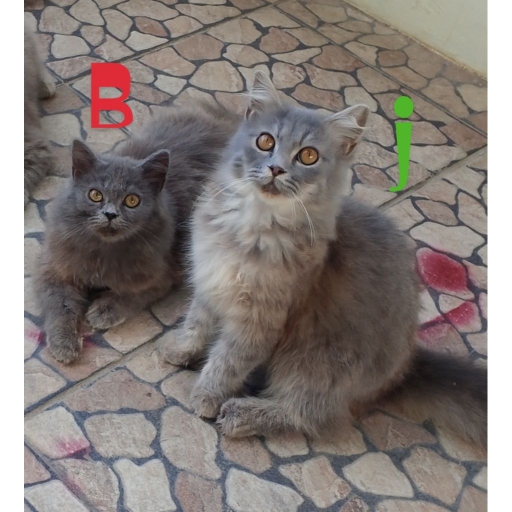 Jual kucing Anggora Persia Munchkin Bengal maincoone | Shopee Indonesia