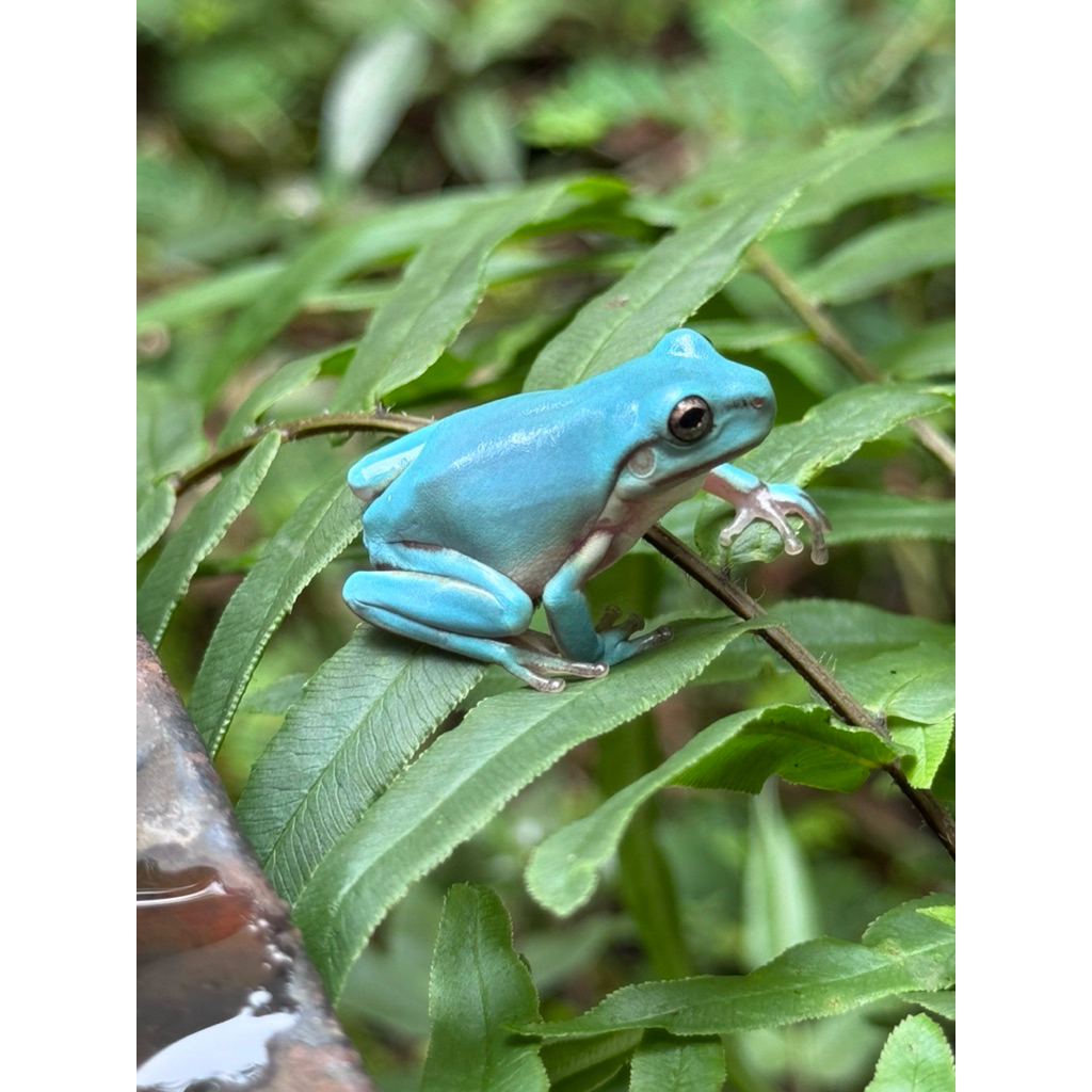 Jual Pajangan Blue Dumpy Frog | Shopee Indonesia