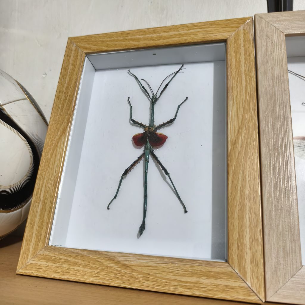 Jual Taxidermy / awetan serangga tongkat | Shopee Indonesia