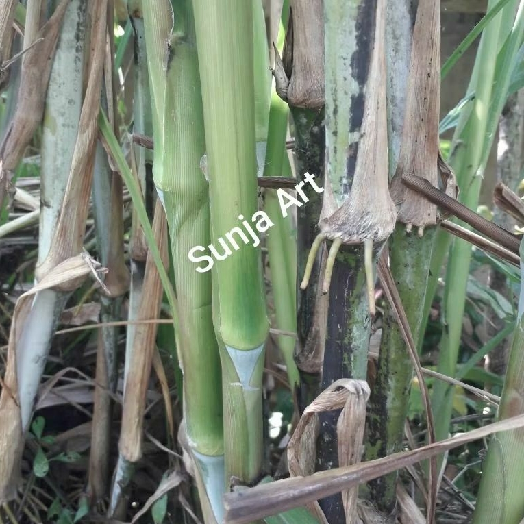Jual Bibit rumput Odot/demplot pakan sapi 1kg | Shopee Indonesia
