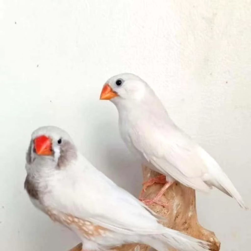 Jual Emje Finch/ emprit Jepang sepasang pilihan | Shopee Indonesia