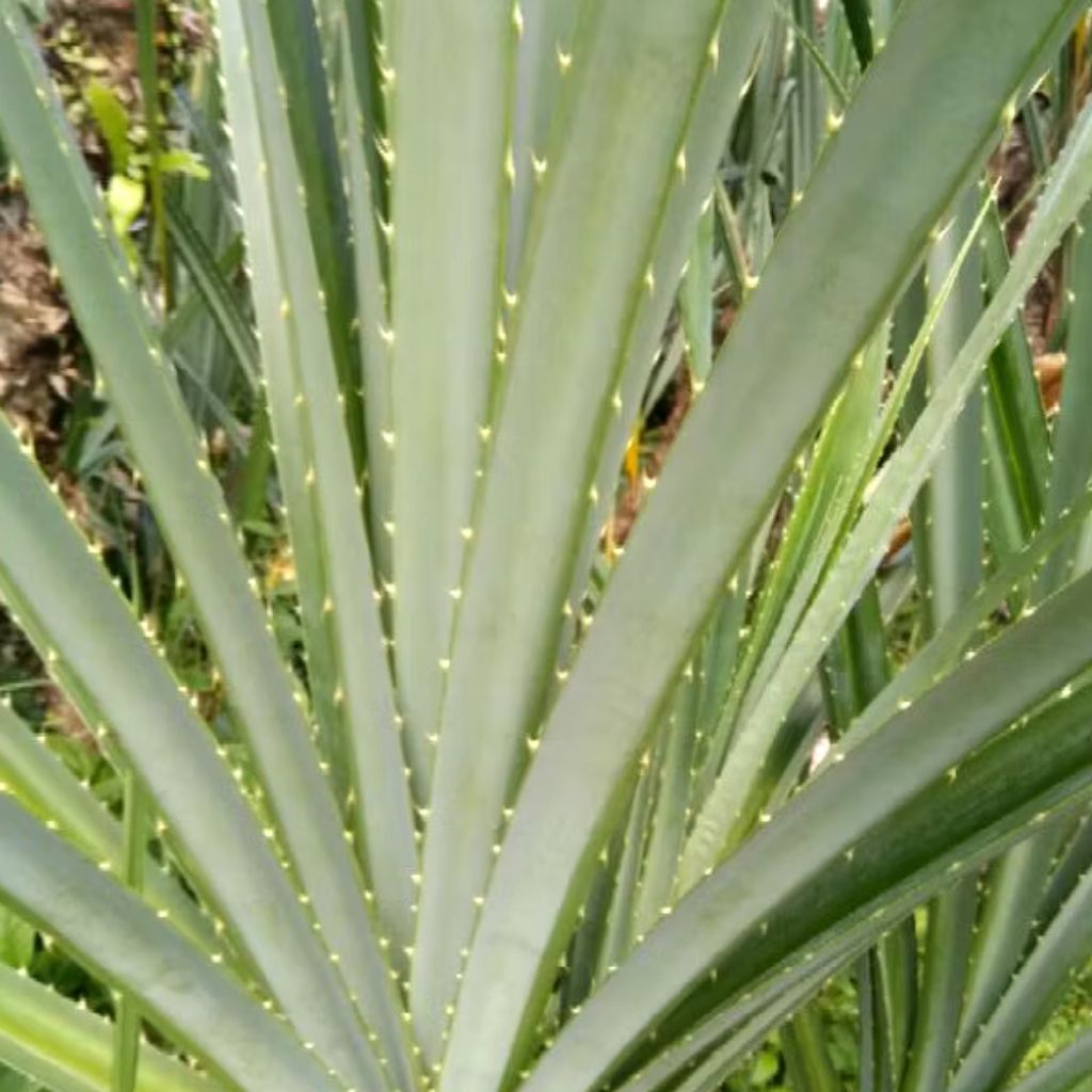 Jual DAUN PANDAN DURI 10 LEMBAR | Shopee Indonesia