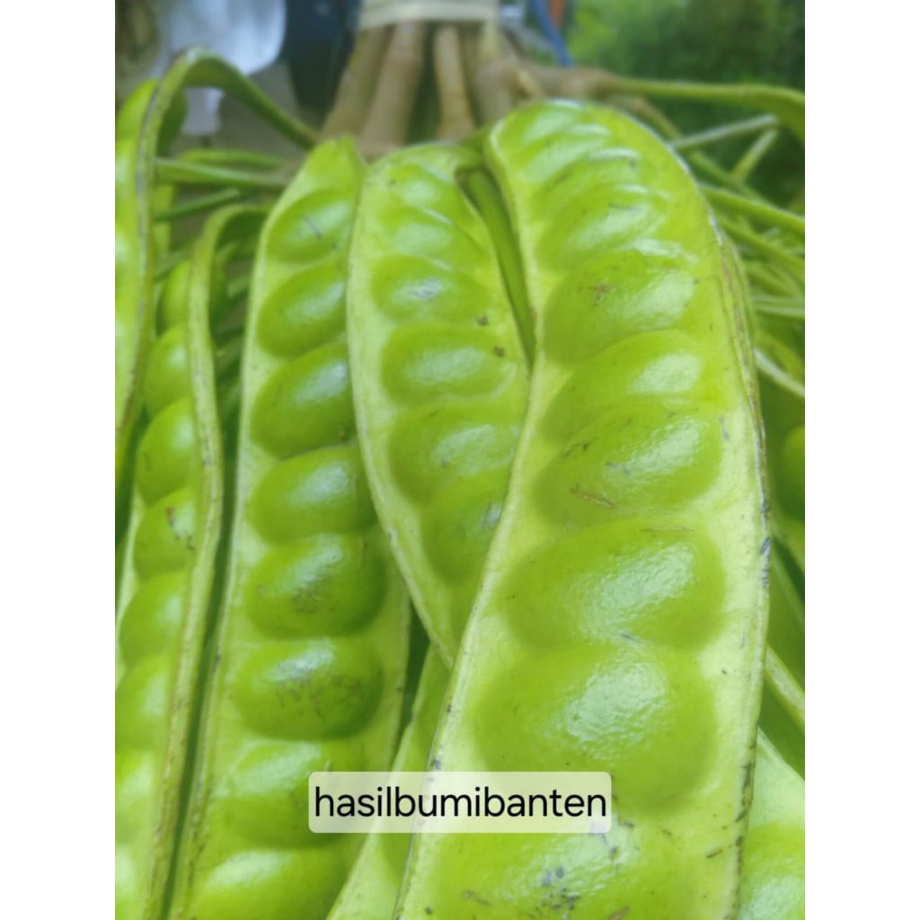Jual PETE/PETAI PADI PER 1 PAPAN LONJOR TUA SUPER PILIHAN KUALITAS ...