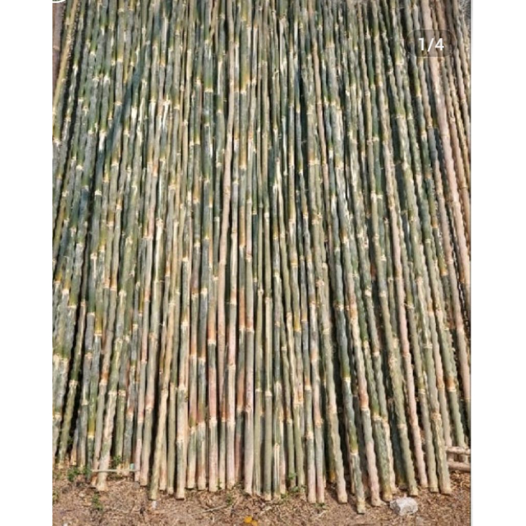 Jual tongkat toya bambu buat pramuka 160 cm | Shopee Indonesia
