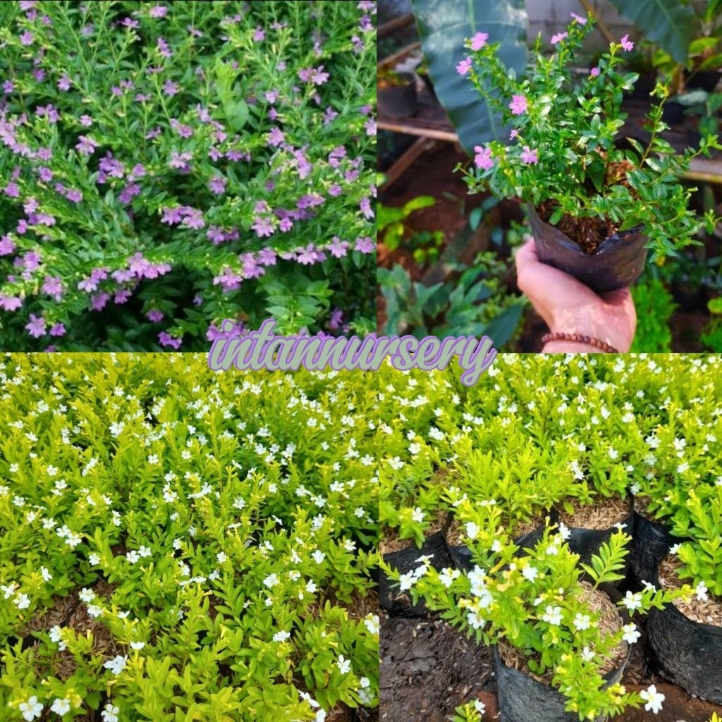 Jual Tanaman Bunga Taiwan Beauty Ungu - Putih - Tanaman Hias Pagar ...