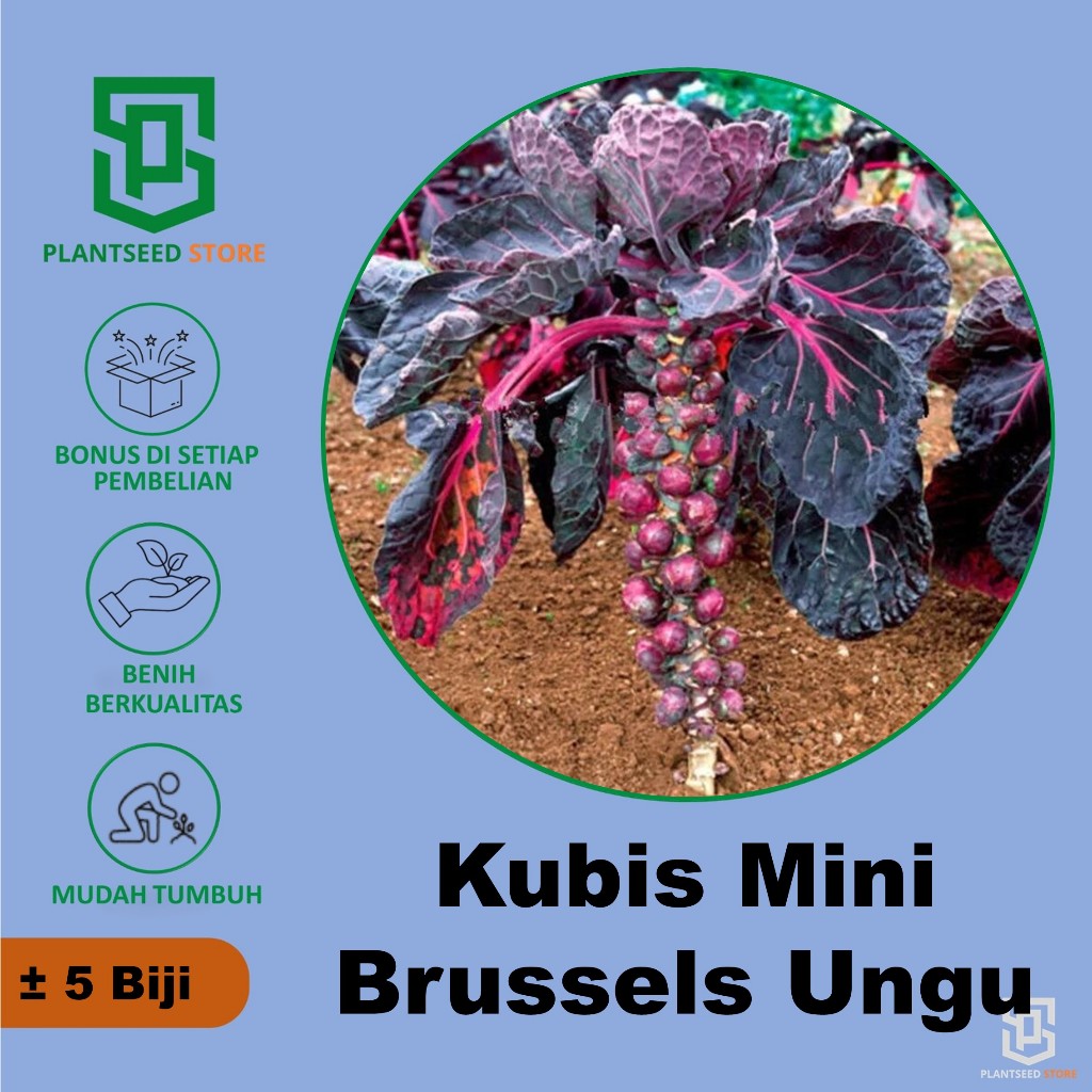 Jual PlantSeed- 5 Benih Bibit Kubis Mini Brussels Ungu Import | Shopee ...
