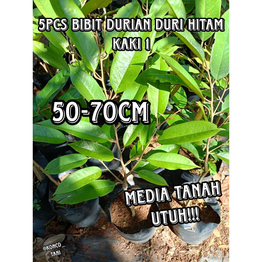 Jual BIBIT DURIAN DURI HITAM POLYBAG UKURAN SEDENG KAKI 1 BIBIT DURIAN ...