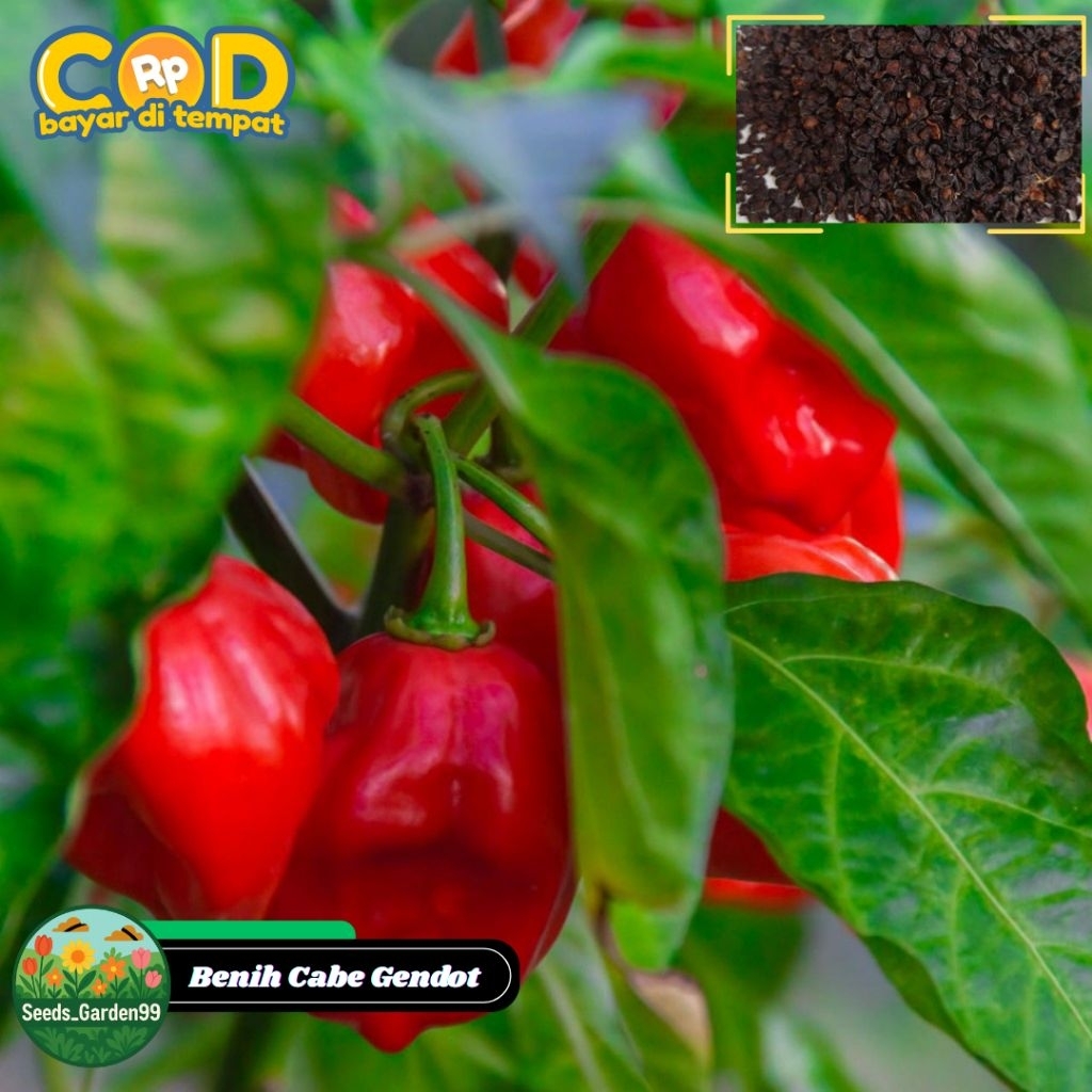 Jual 15 BUTIR BIJI/BENIH TANAMAN CABE GENDOT (Biji Hitam) | Shopee ...