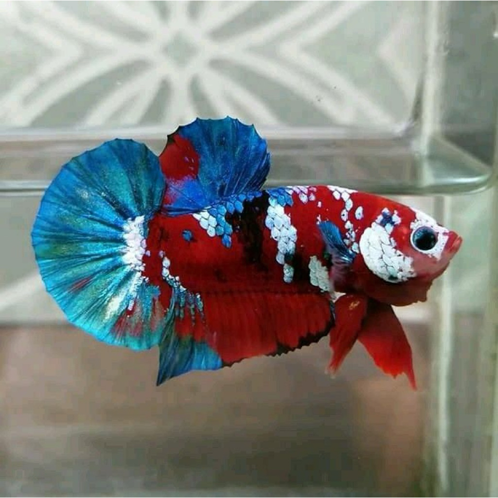 Jual ikan cupang multicolor male size L | Shopee Indonesia