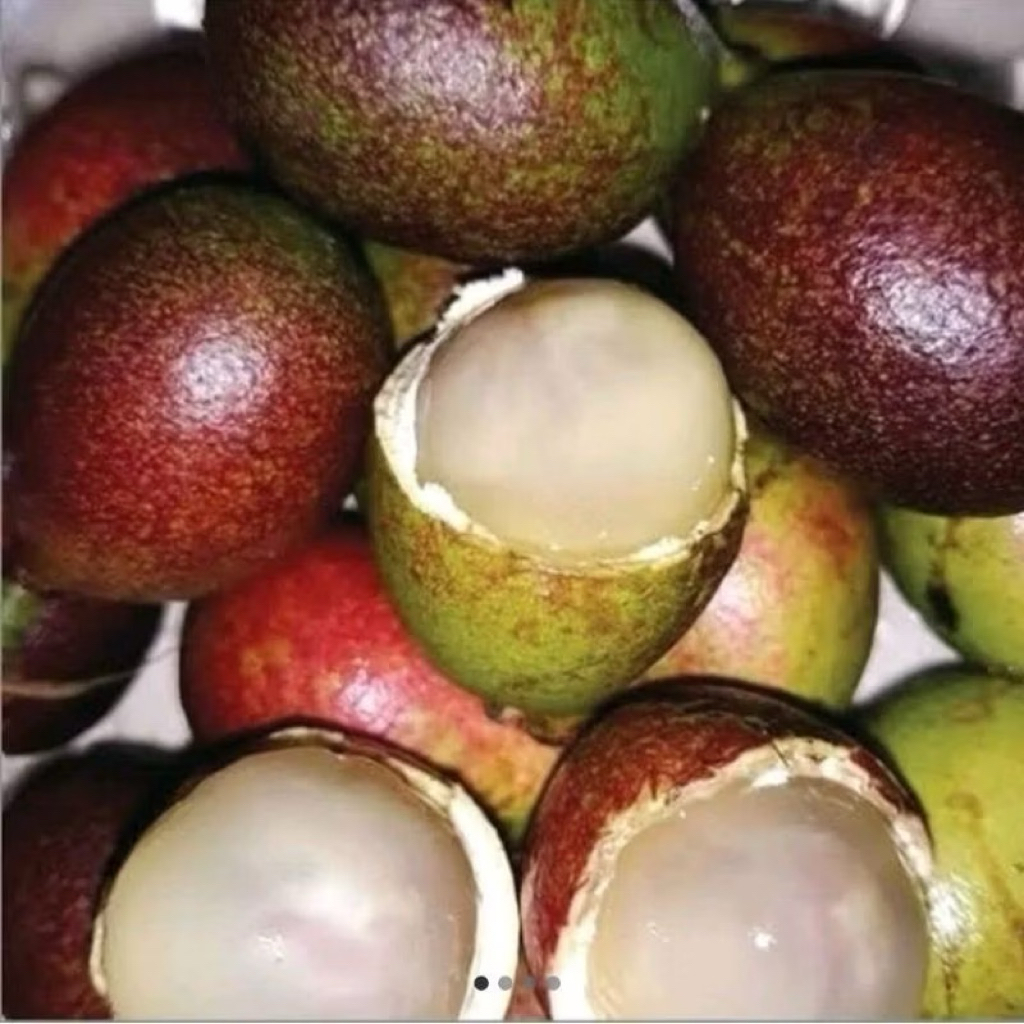 Jual Mato Super Manis | Buah Matoa Madu Yang Memiliki Rasa Bermacam ...